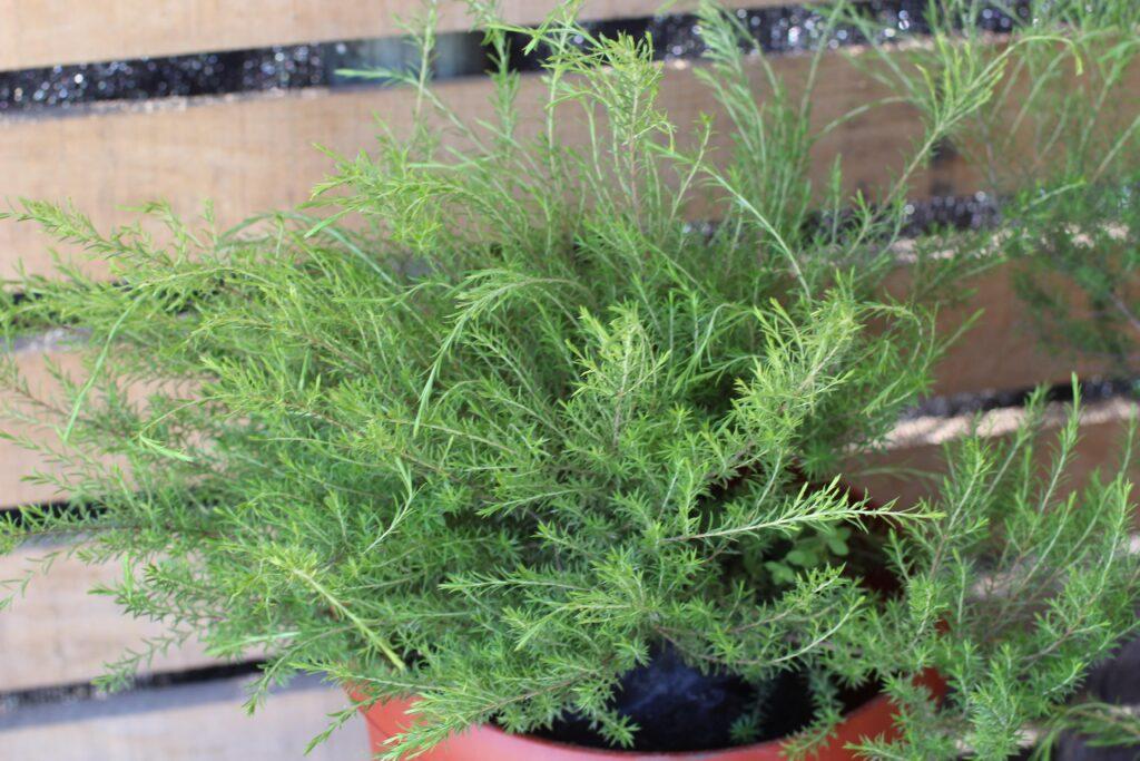 Diosma (diosma ericoides) - ViveroAmanda
